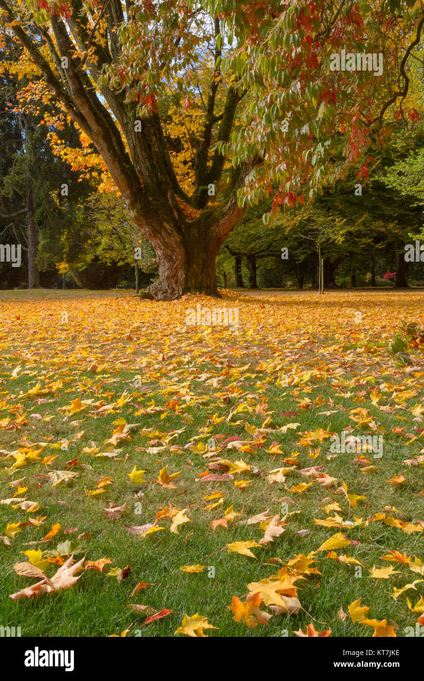 Fall color at the park Stock Photo - Alamy