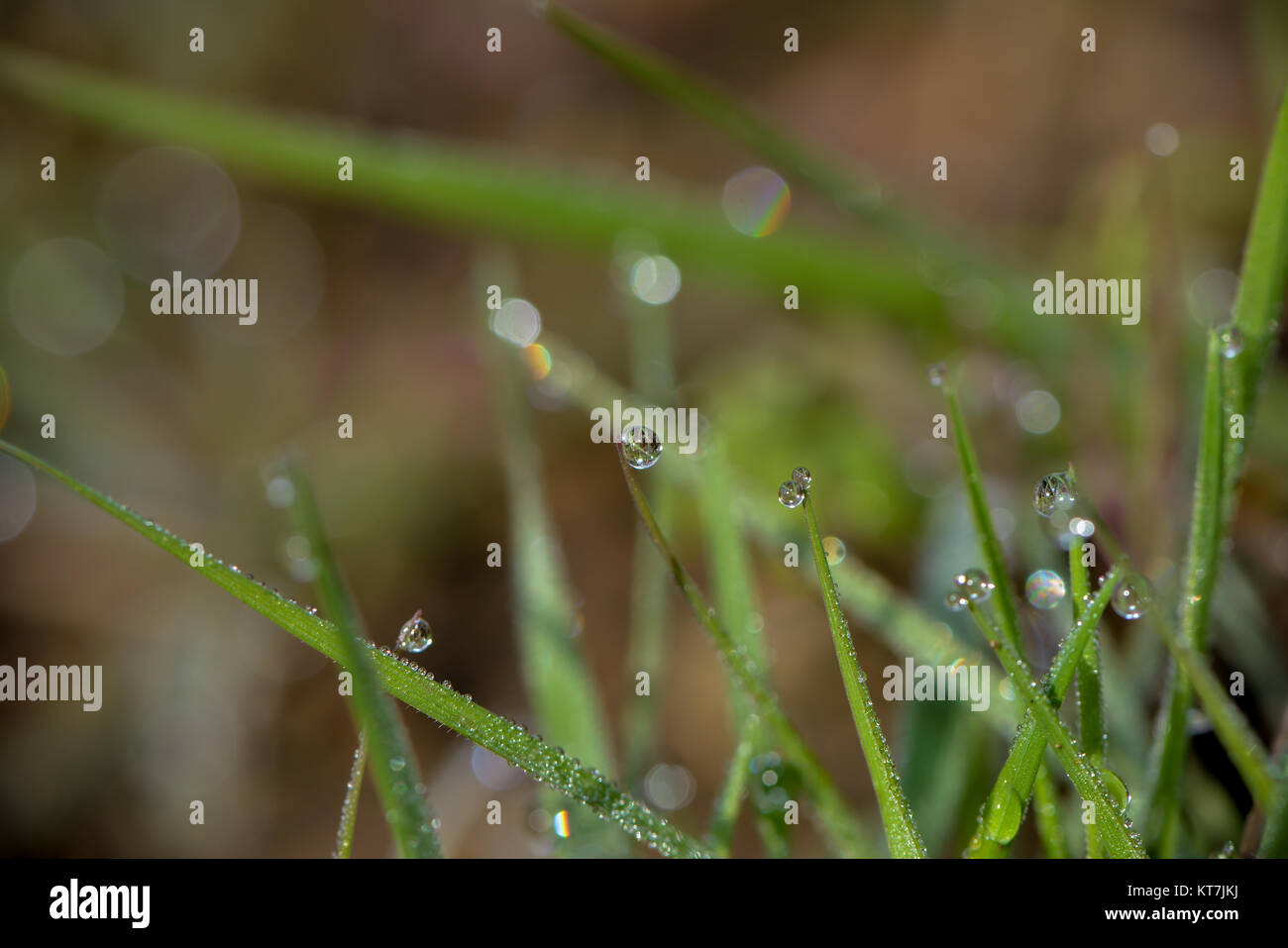 morning dew in the meadow Stock Photo - Alamy