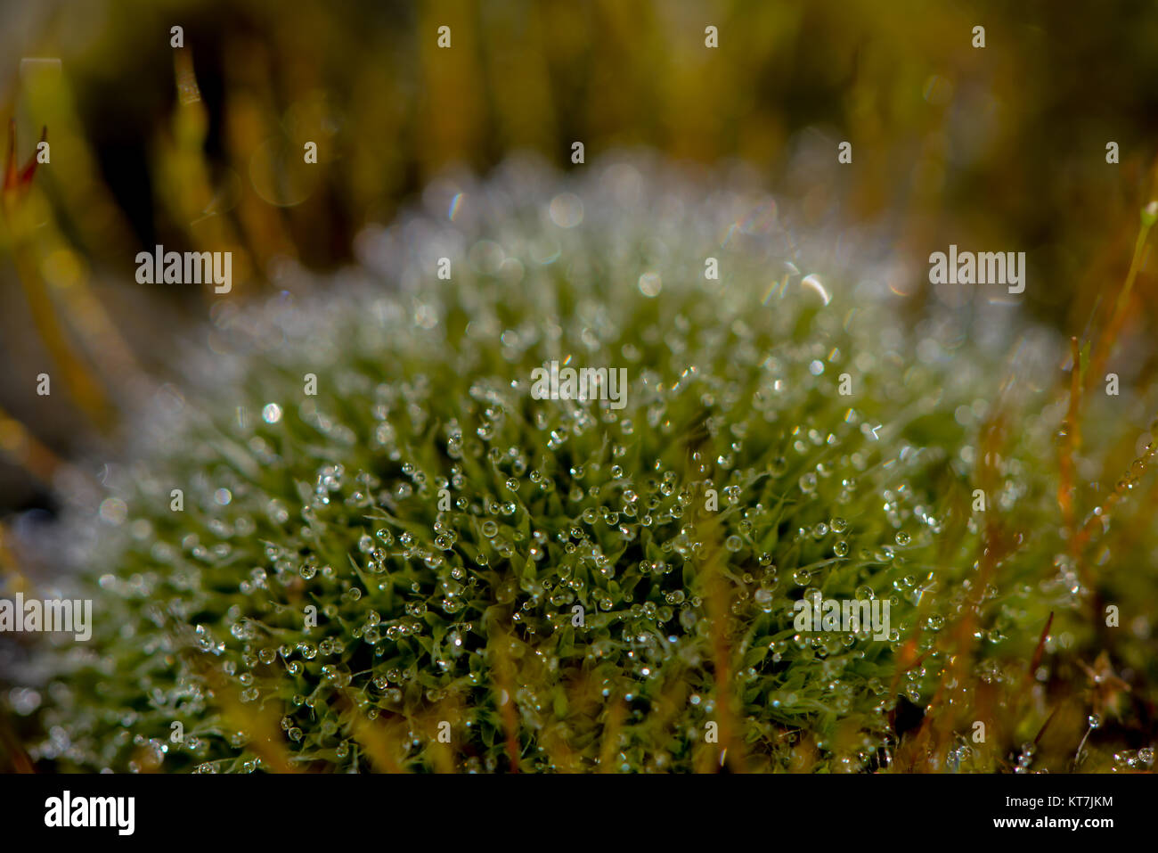 Heavenly Dew High Resolution Stock Photography and Images - Alamy