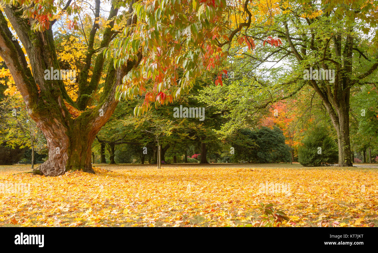 Fall color at the park Stock Photo - Alamy