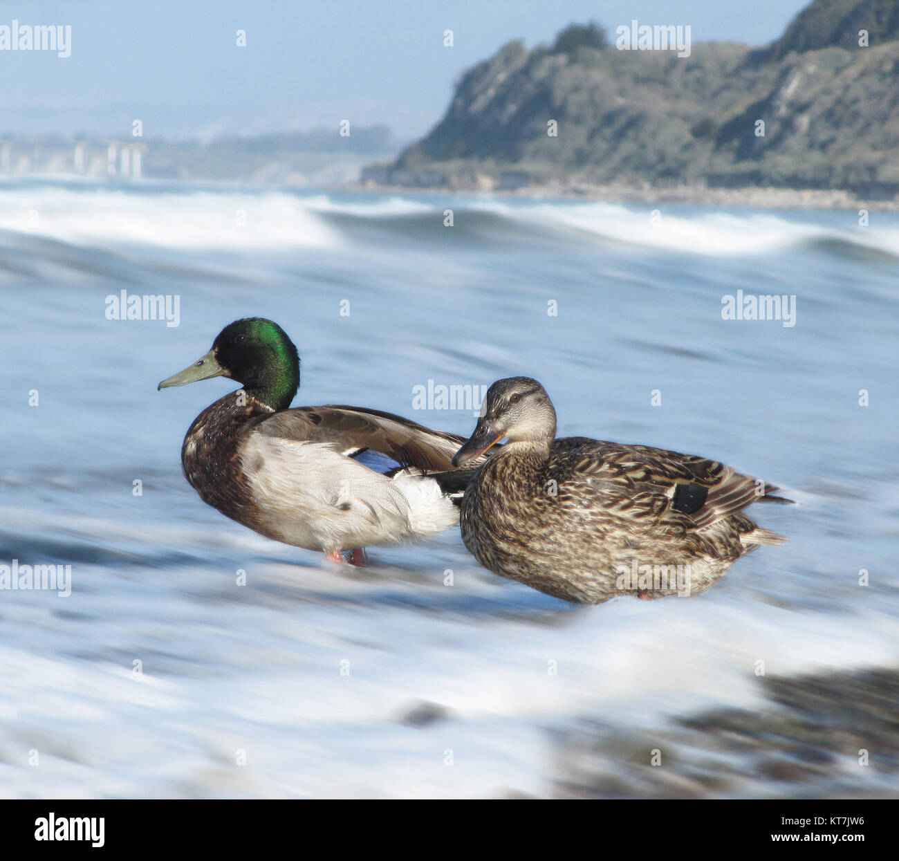 Ducks at the Ocean Stock Photo - Alamy