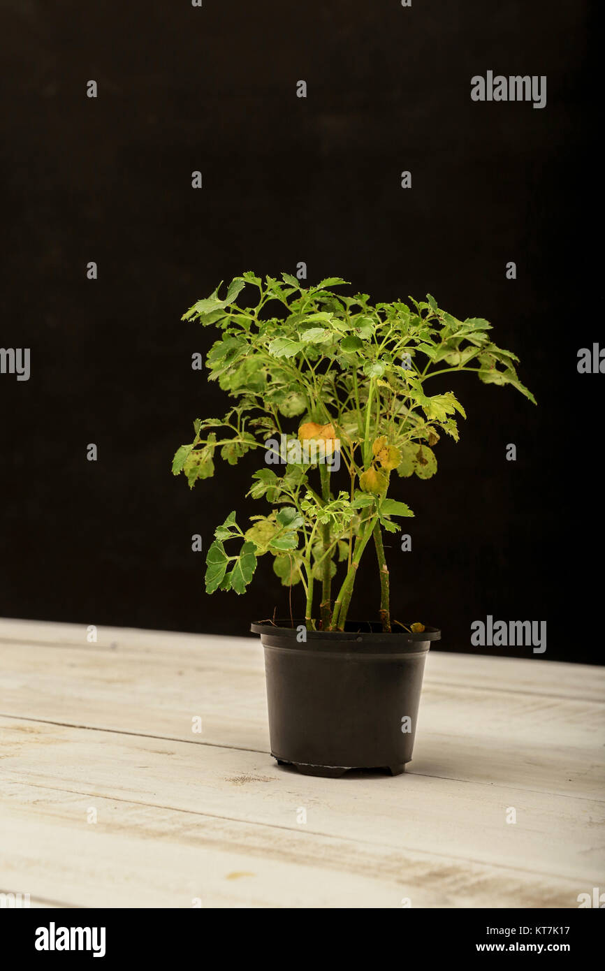 Back pot hi-res stock photography and images - Alamy