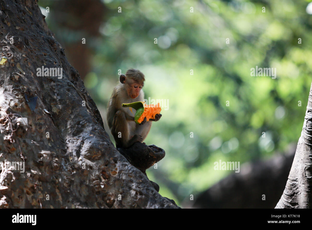 Monkey Eating a Fruit Stock Photo - Alamy