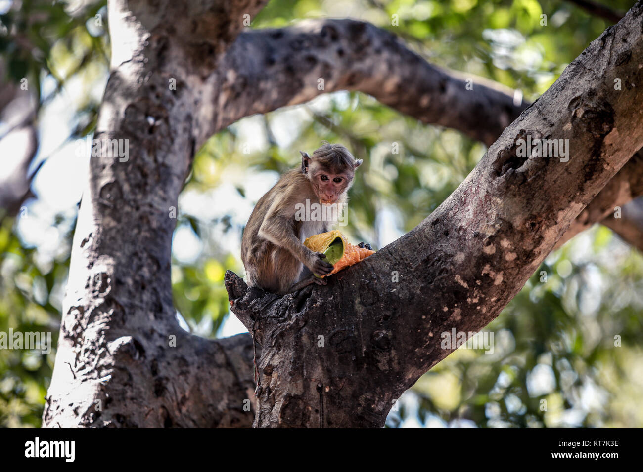 Monkey Eating a Fruit Stock Photo - Alamy