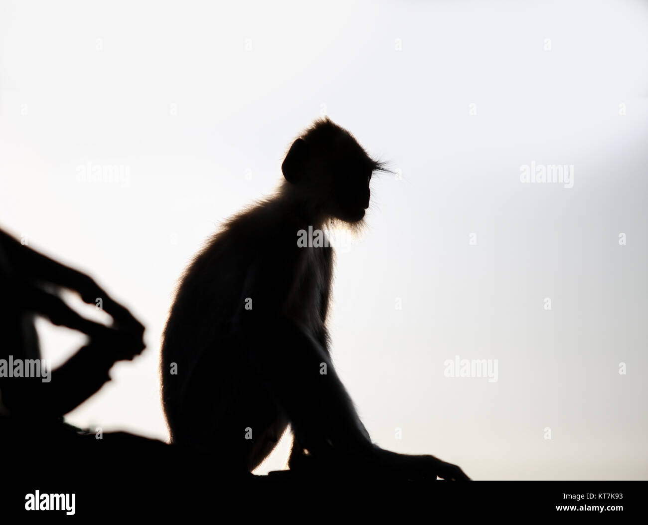 Sitting Monkey Silhouette