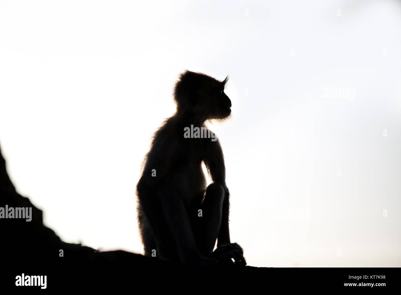 Wild monkey black silhouette hi-res stock photography and images - Alamy