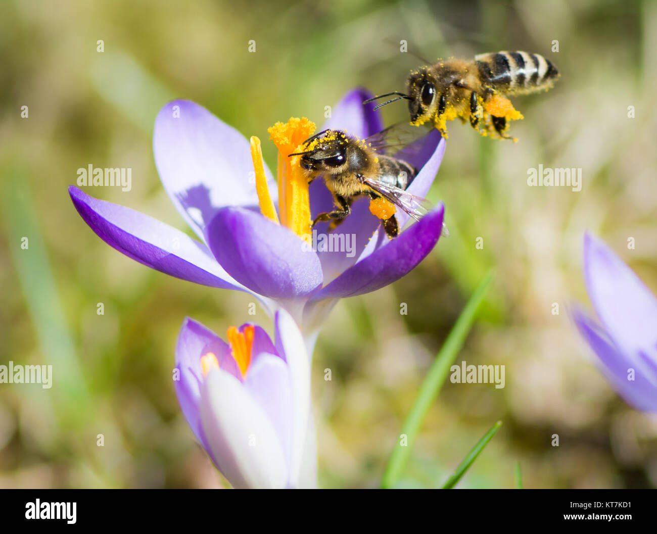 Flying honeybee pollinating a purple crocus flower Stock Photo - Alamy