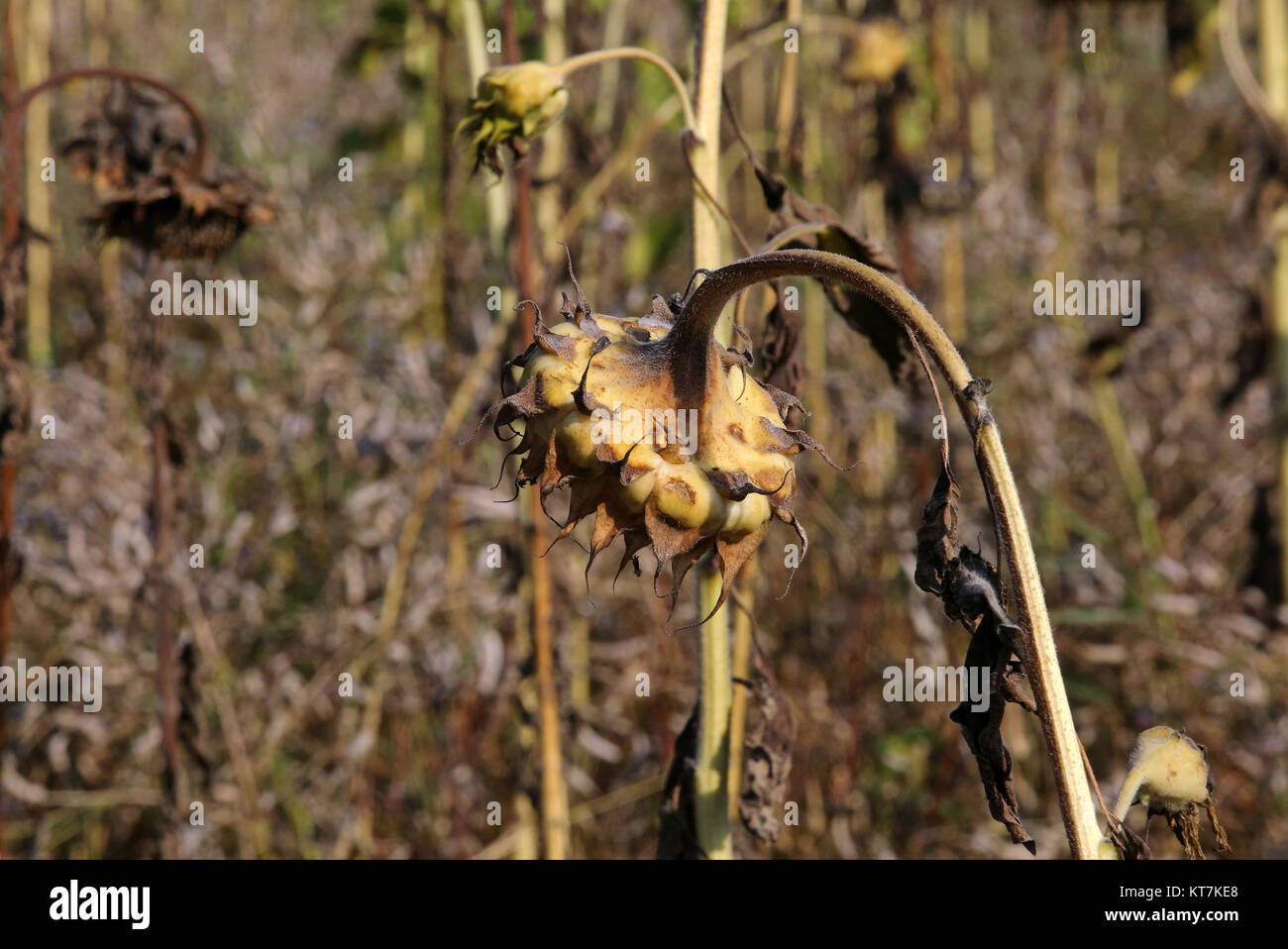 Decayed sunflower hi-res stock photography and images - Alamy