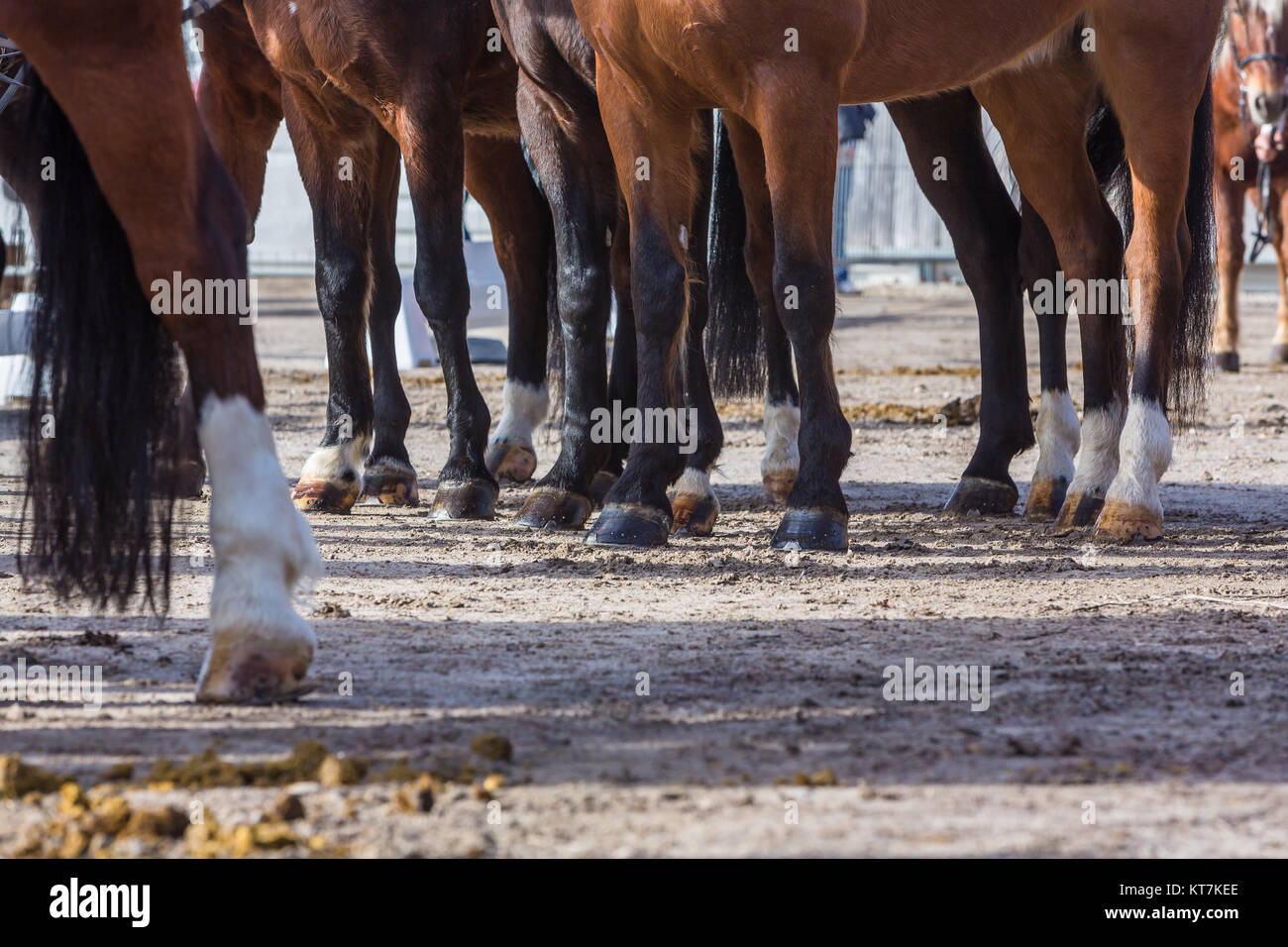 Beine einer Gruppe von Pferden Stock Photo - Alamy