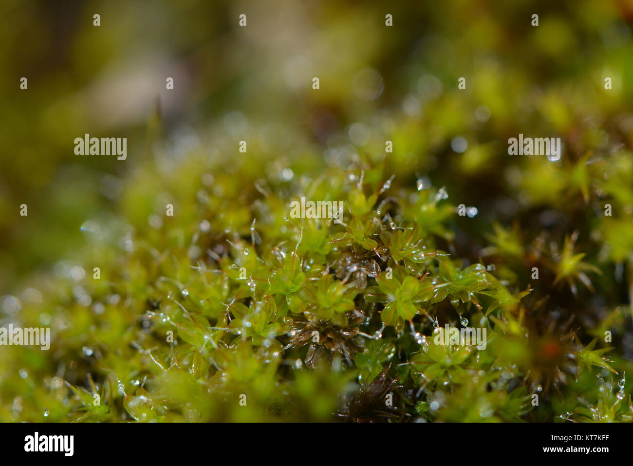 dew drops on moss Stock Photo - Alamy