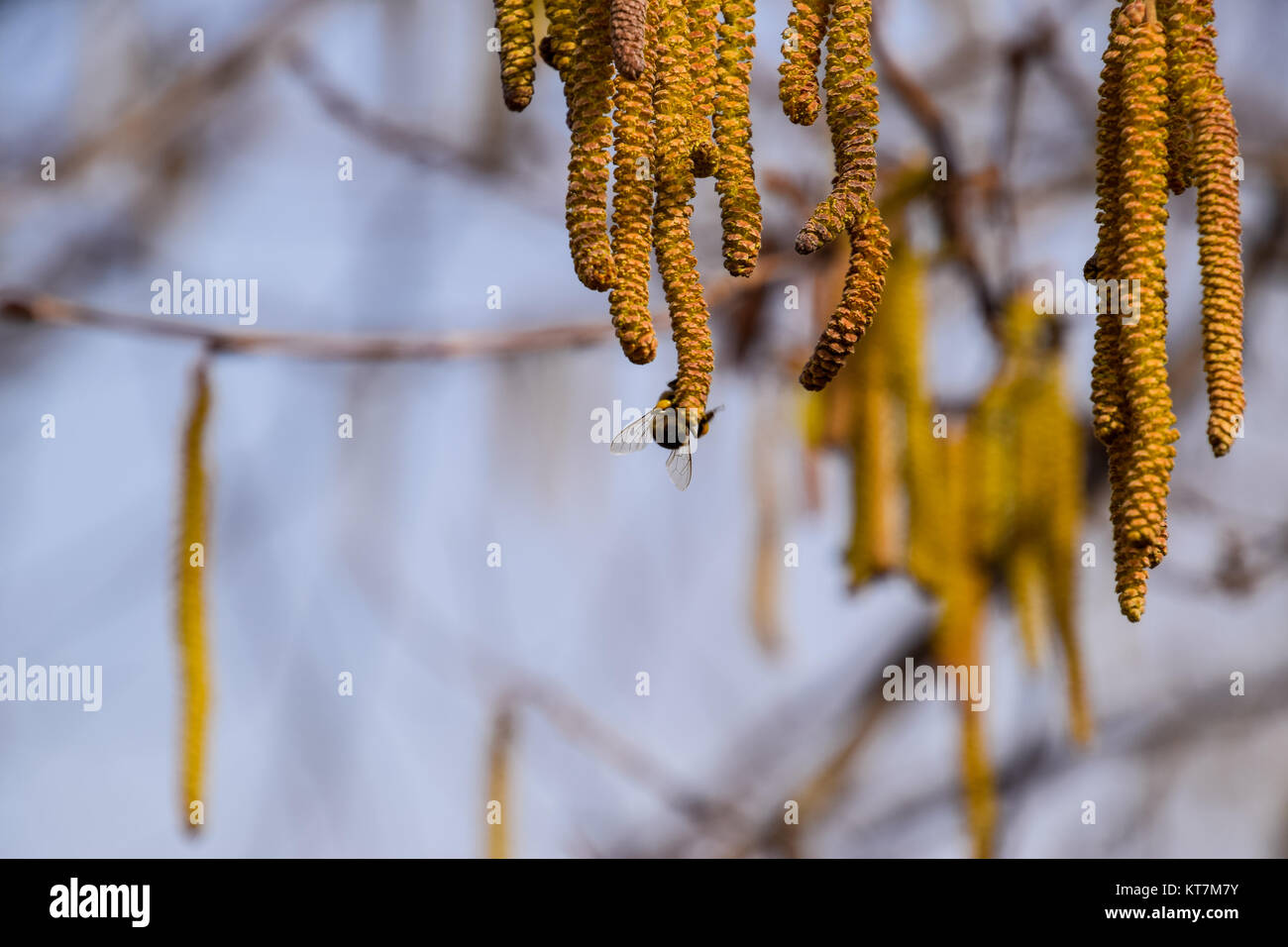 Pollination by bees earrings hazelnut. Flowering hazel hazelnut Stock ...