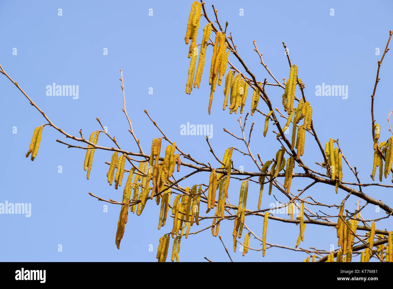 Flowering hazel hazelnut. Hazel catkins on branches Stock Photo - Alamy