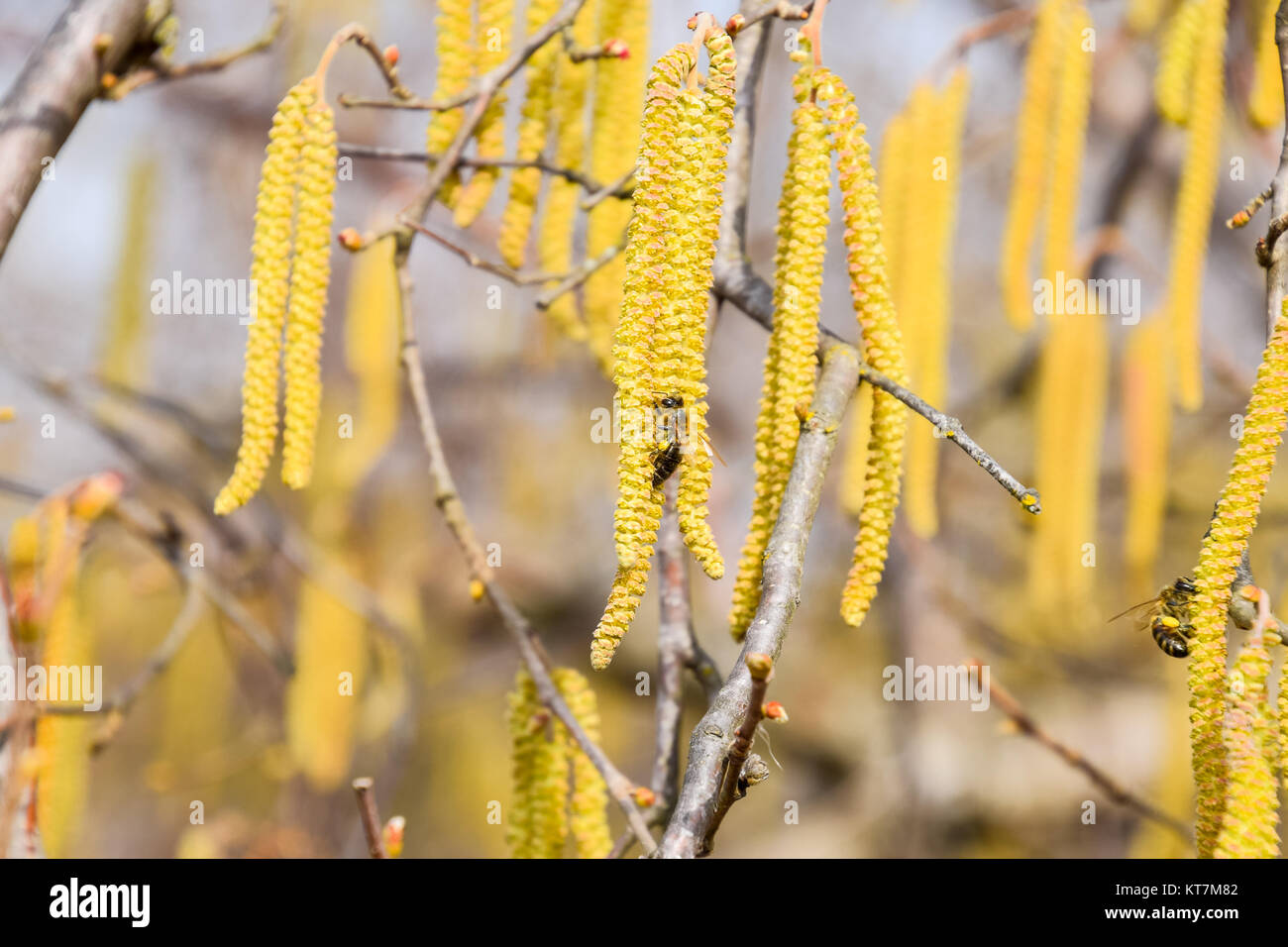Pollination by bees earrings hazelnut. Flowering hazel hazelnut Stock ...