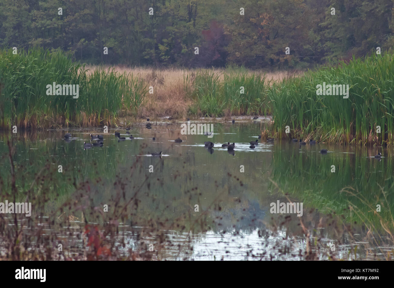 Pond restoration hi-res stock photography and images - Alamy