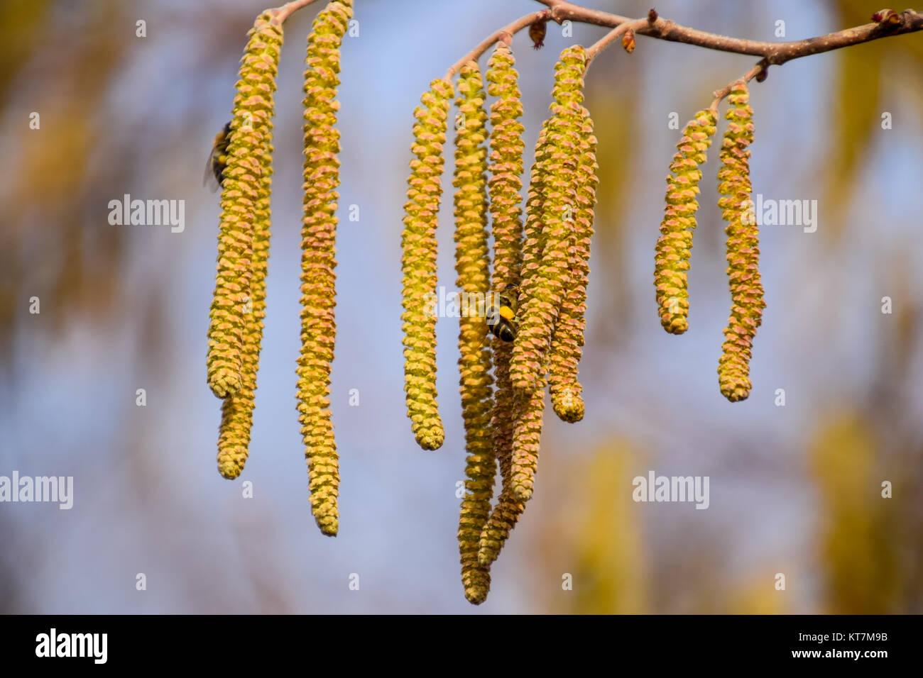 Pollination by bees earrings hazelnut. Flowering hazel hazelnut Stock ...