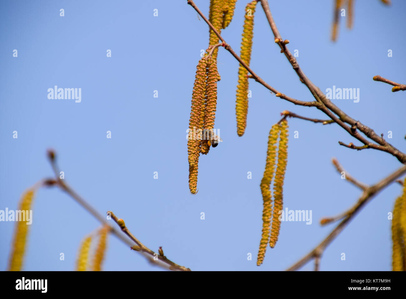Pollination by bees earrings hazelnut. Flowering hazel hazelnut Stock ...