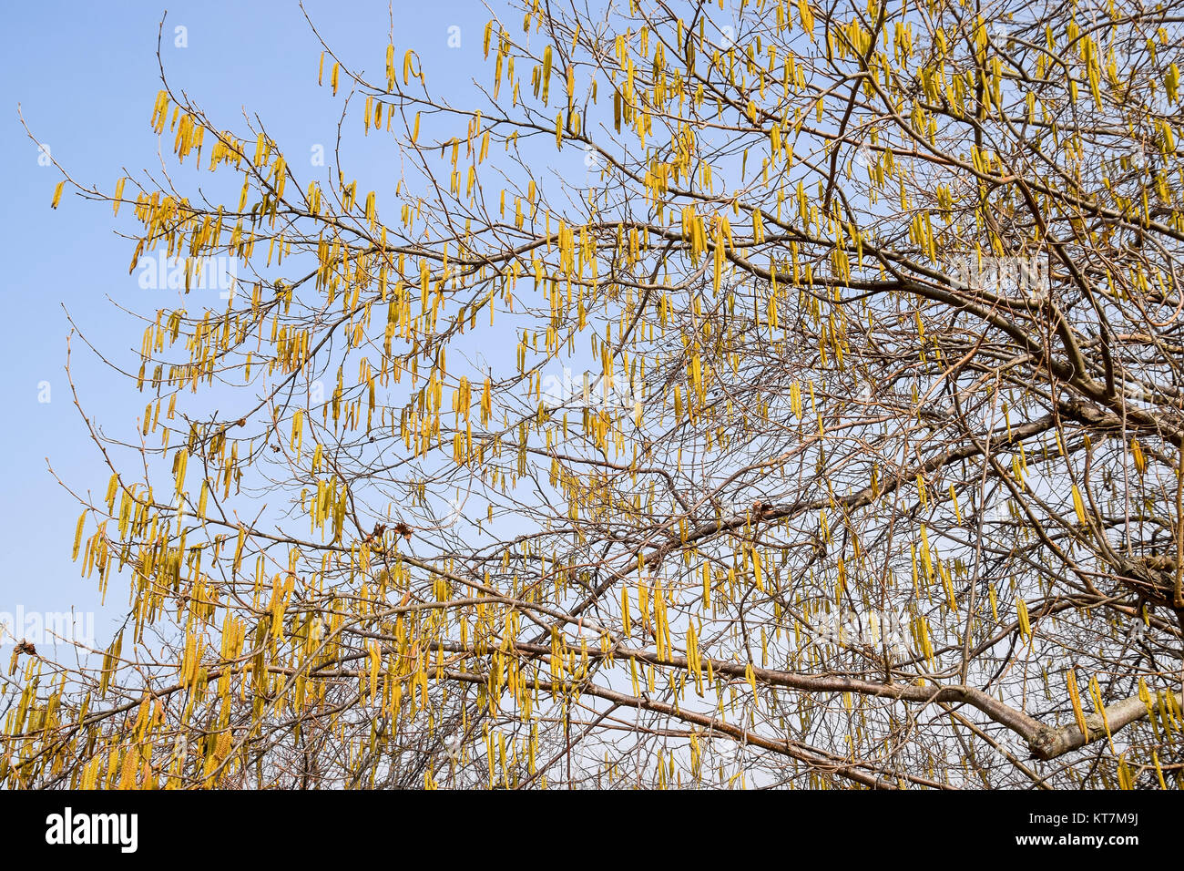 Flowering hazel hazelnut. Hazel catkins on branches Stock Photo - Alamy