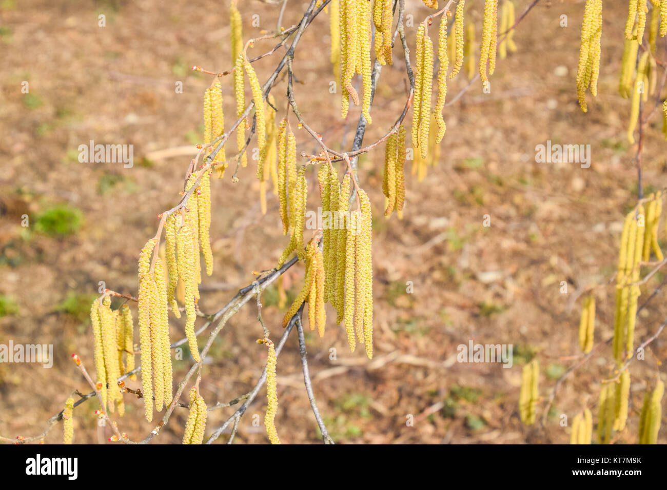 Flowering hazel hazelnut. Hazel catkins on branches Stock Photo - Alamy