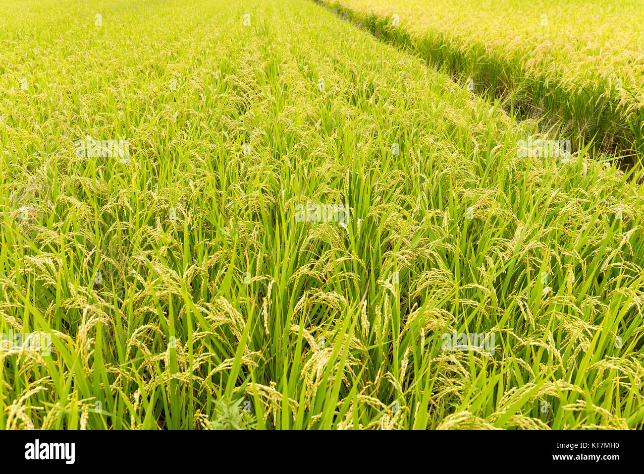 Fresh rice field Stock Photo - Alamy