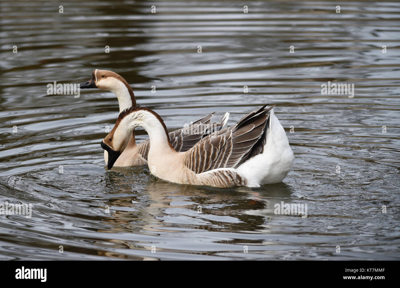 Goose bumps hi-res stock photography and images - Alamy