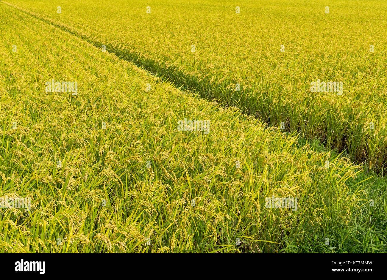 Green paddy rice field Stock Photo - Alamy