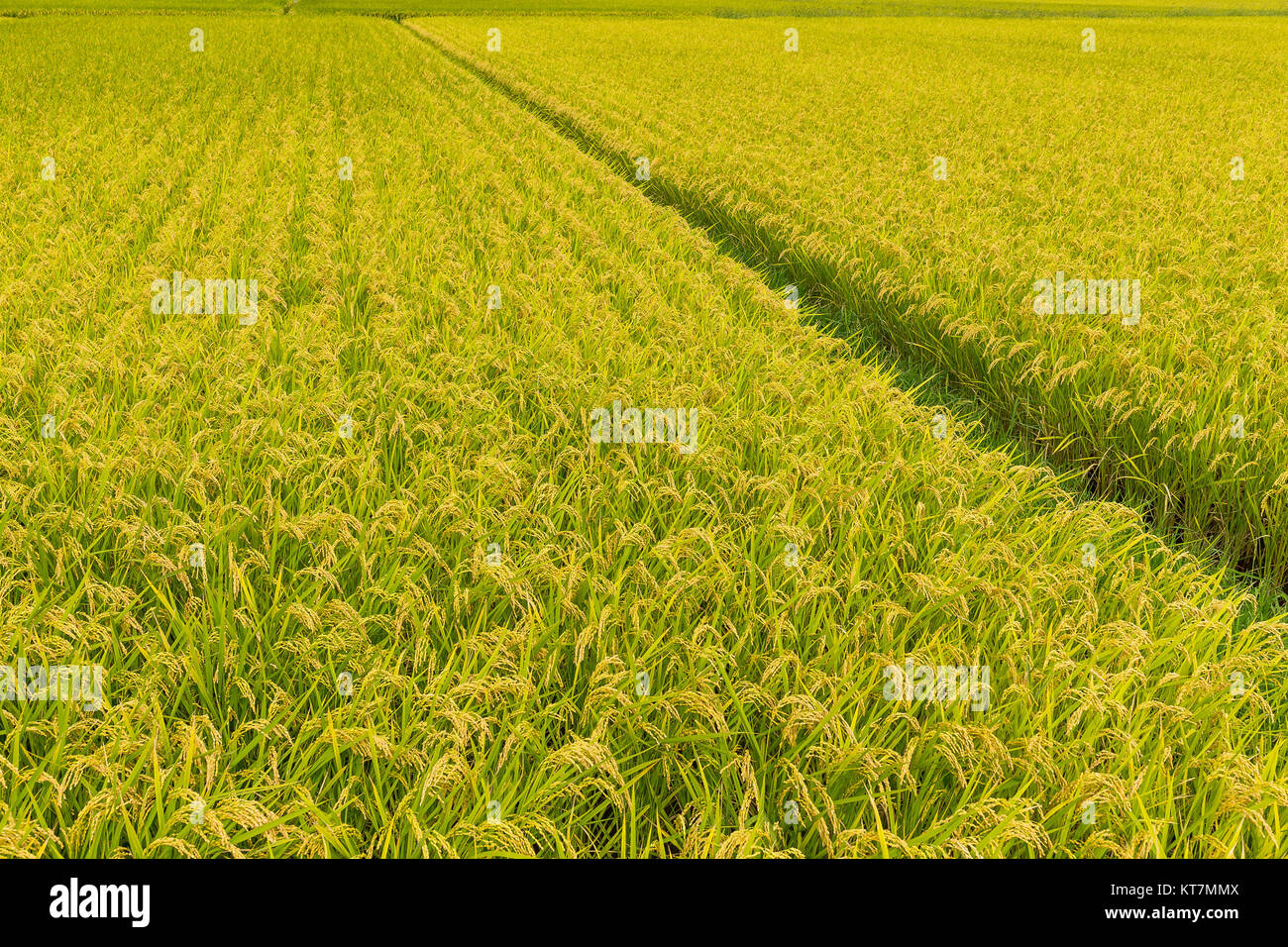 Paddy rice field Stock Photo - Alamy