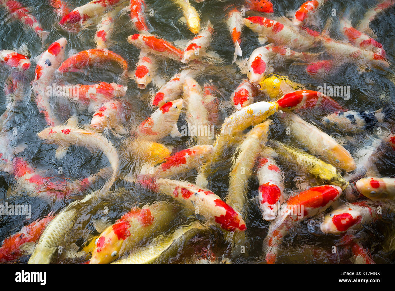 Colorful carp fish Stock Photo - Alamy