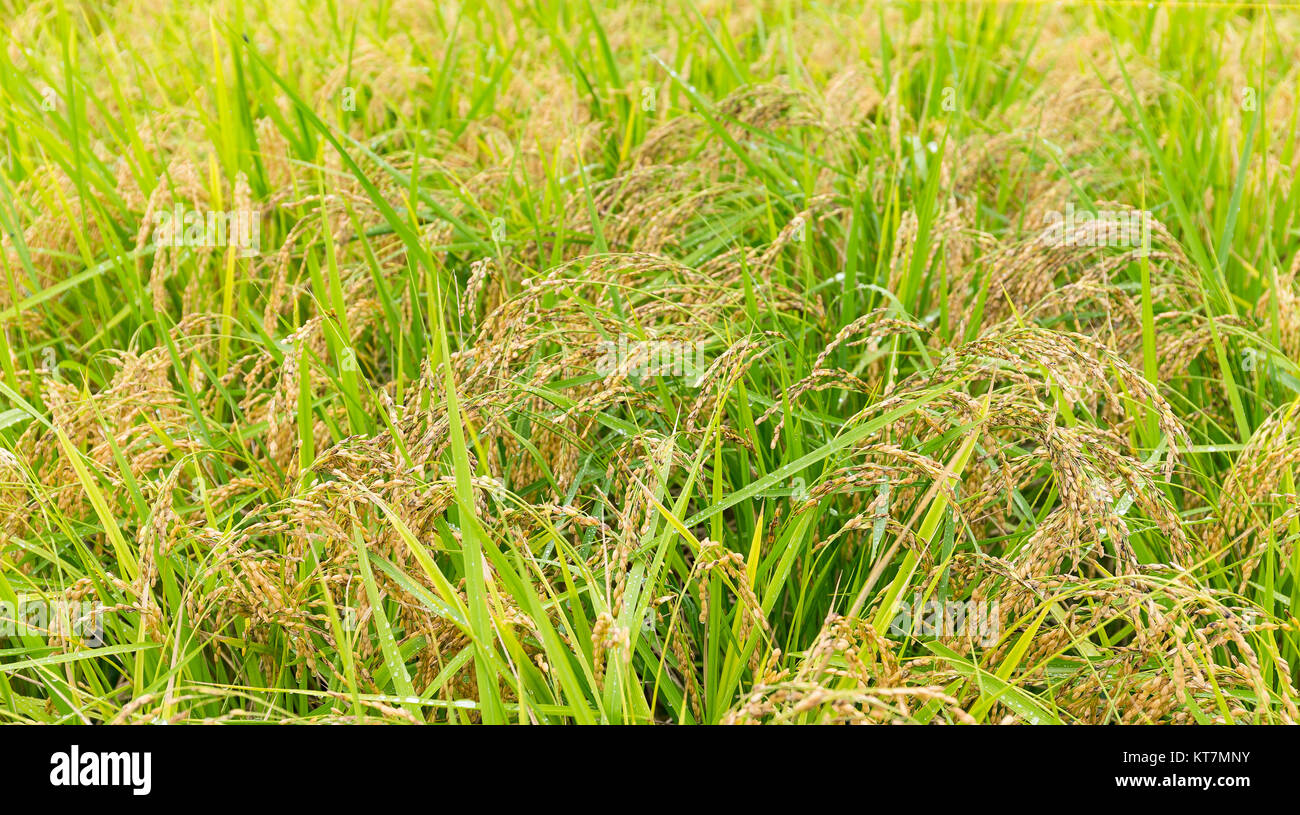 Rice field close up Stock Photo - Alamy