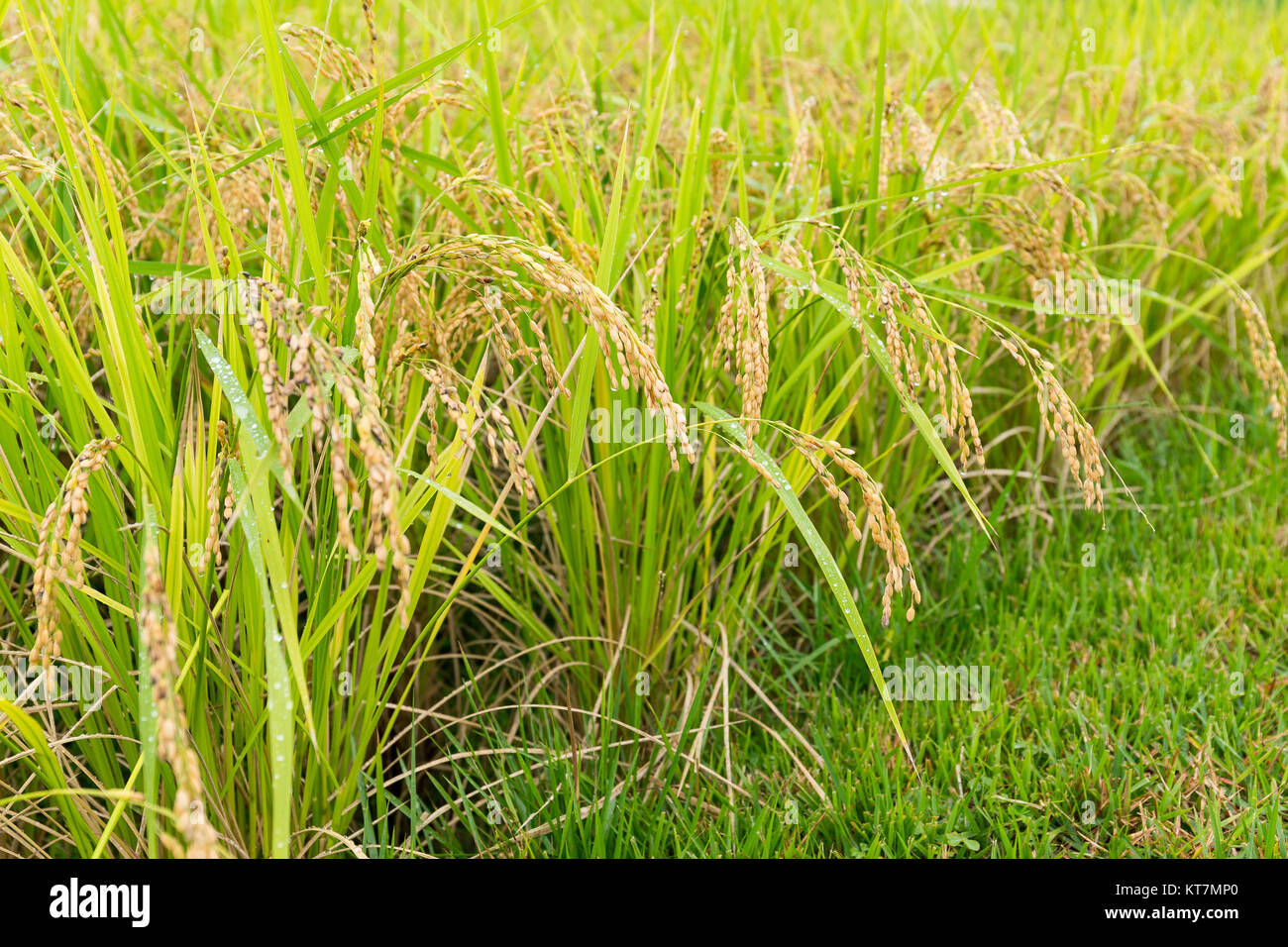 Paddy Rice farm Stock Photo - Alamy