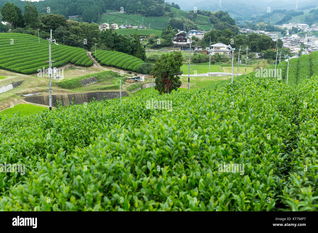 Tea plantation in Japan Stock Photo - Alamy