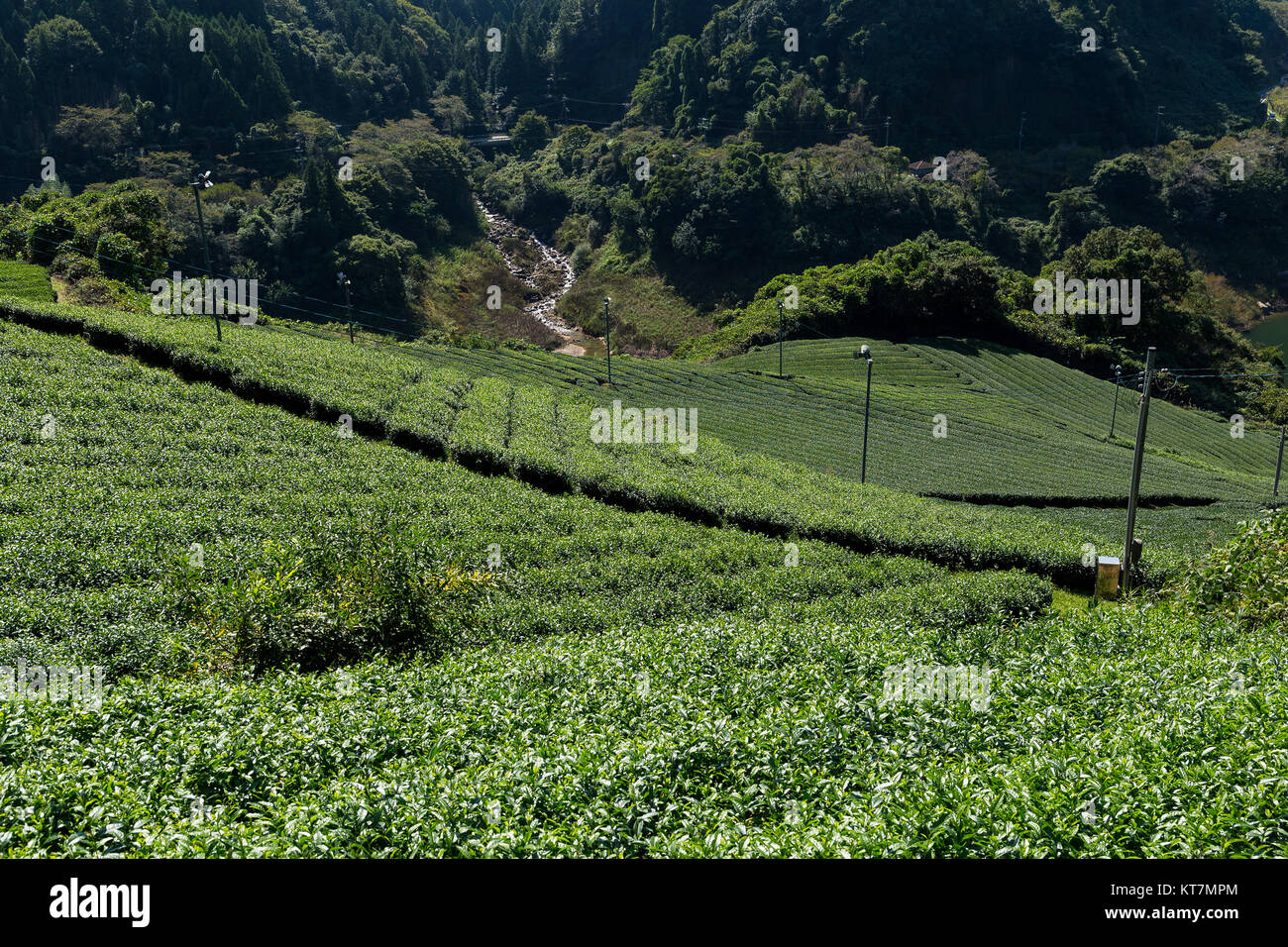 Green fresh Tea field Stock Photo - Alamy