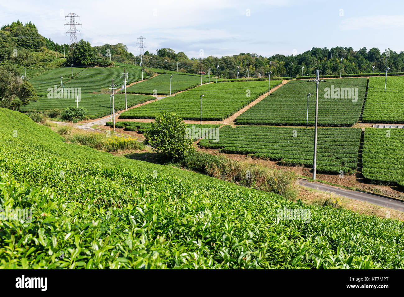 Fresh green tea farm Stock Photo - Alamy