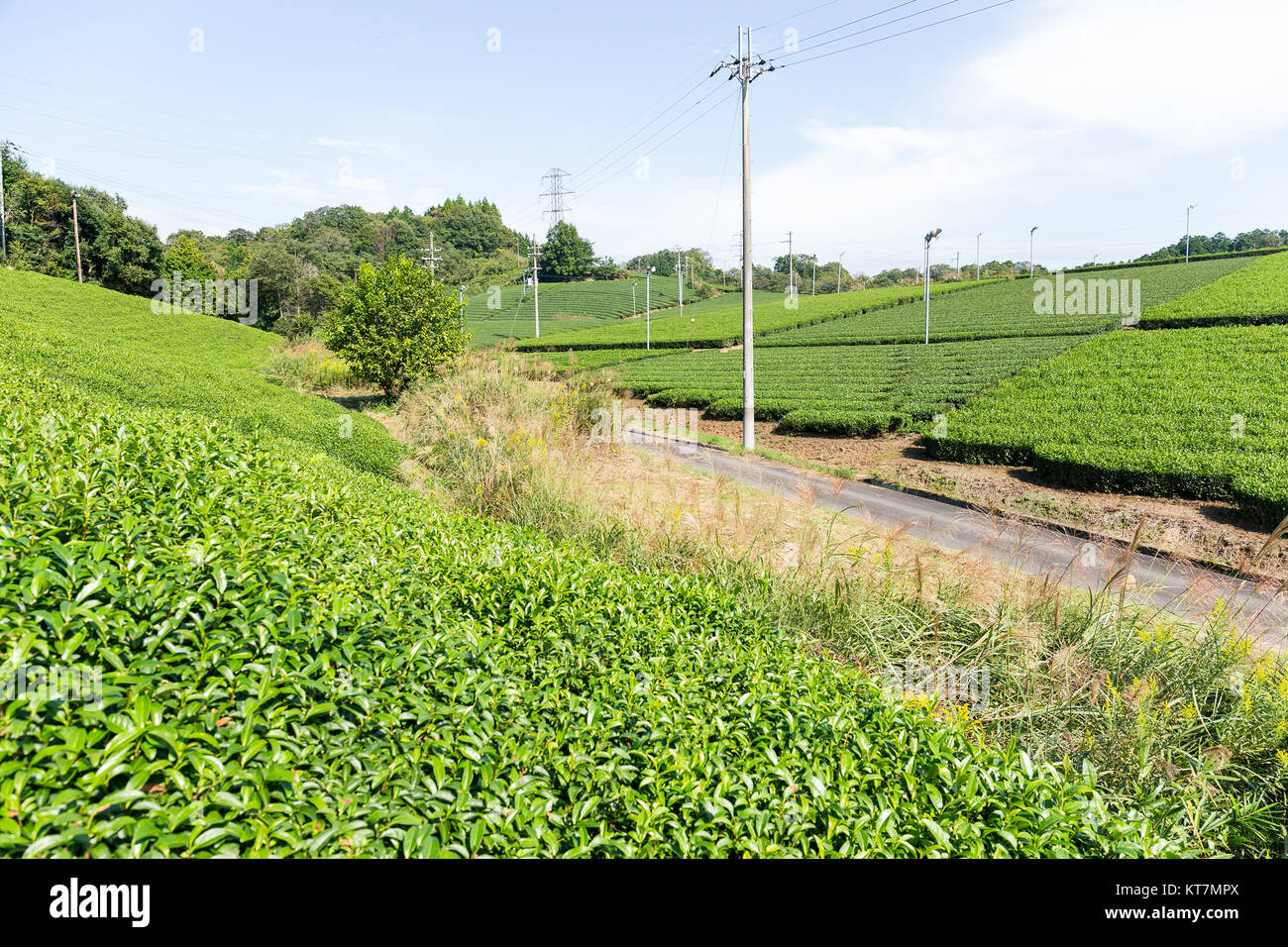 Tea growth jungle hi-res stock photography and images - Alamy