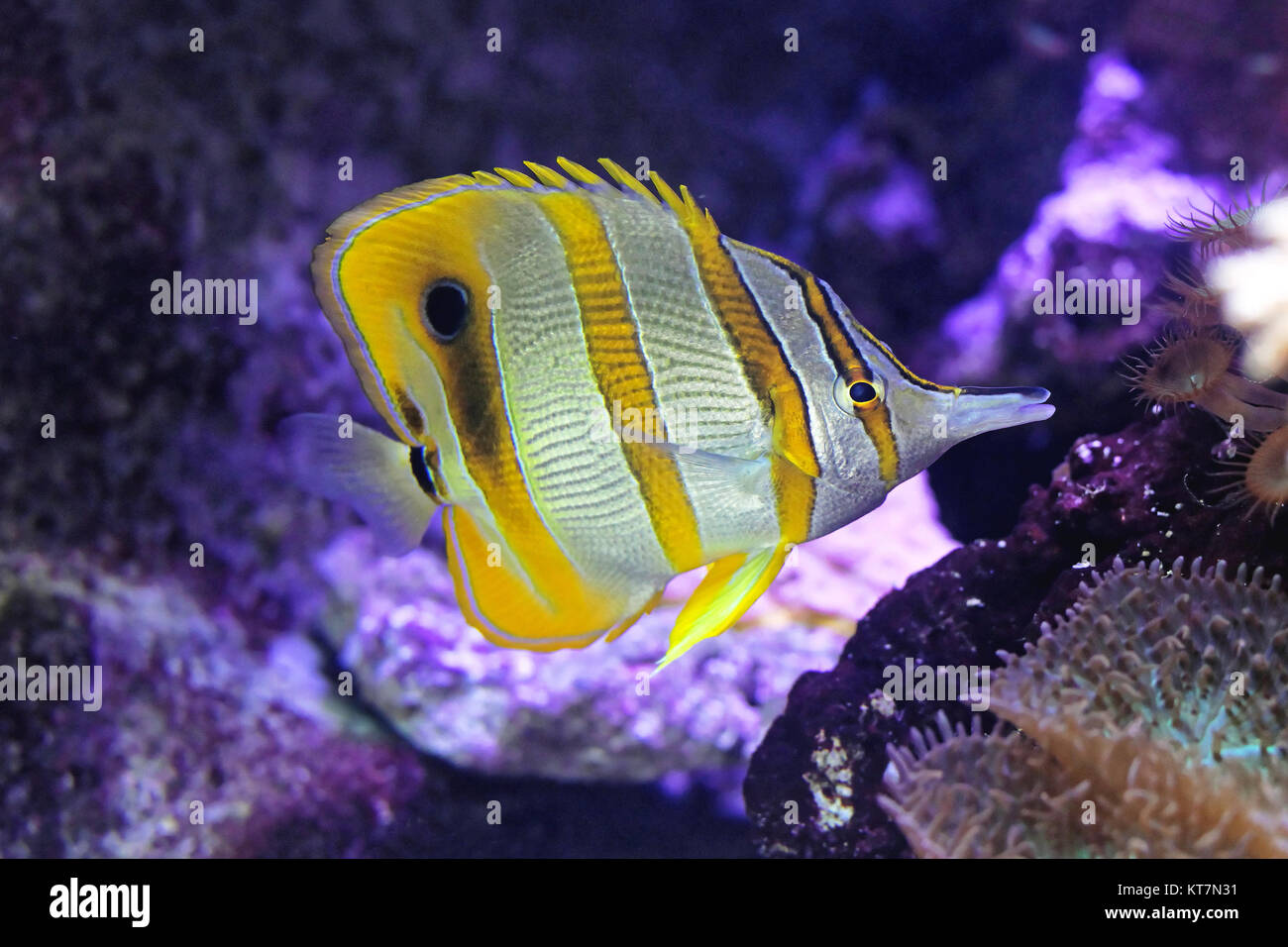 Copperband Butterfly Fish Stock Photo - Alamy
