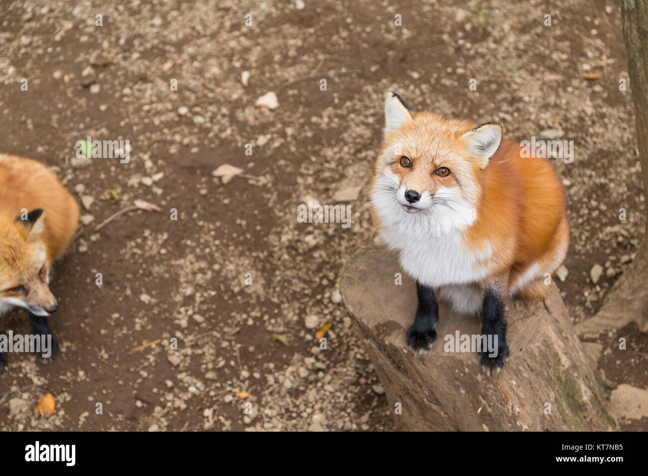 Fox looking up hi-res stock photography and images - Alamy