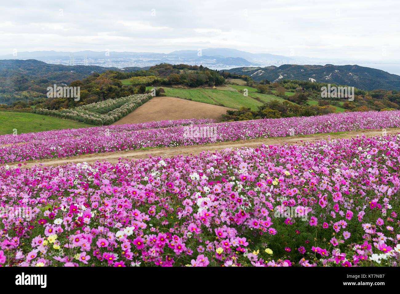 Cosmos flower field Stock Photo - Alamy