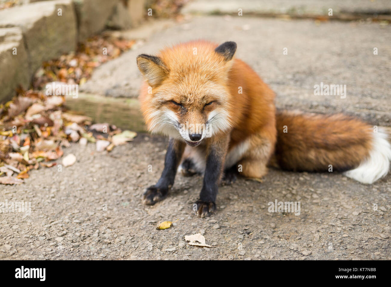 Fox sitting on the ground Stock Photo - Alamy