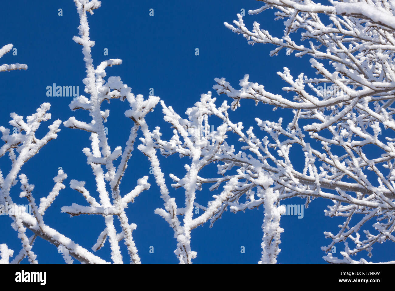 Tree with frost hi-res stock photography and images - Alamy