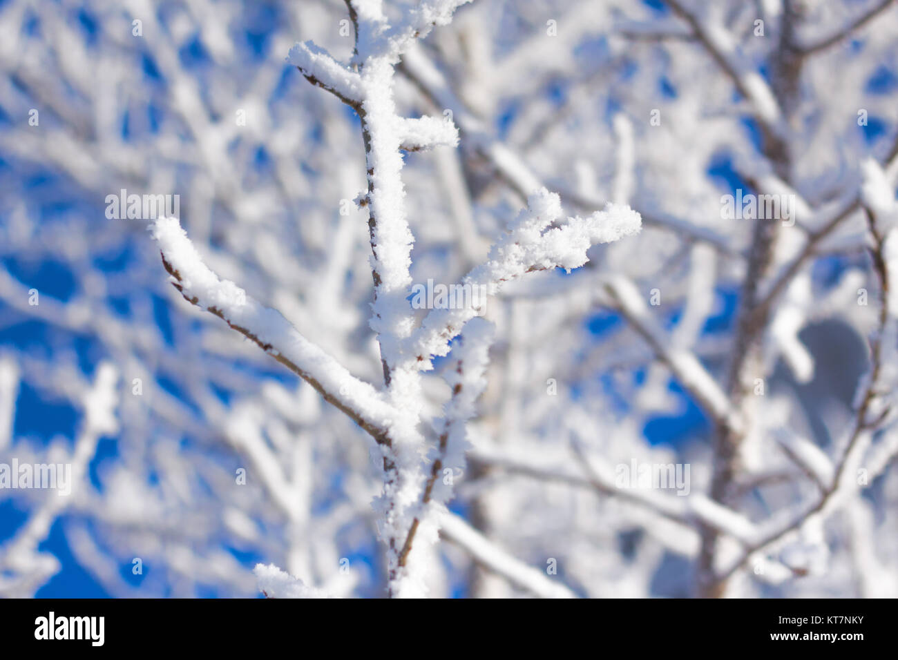 Frost tree branch hi-res stock photography and images - Alamy