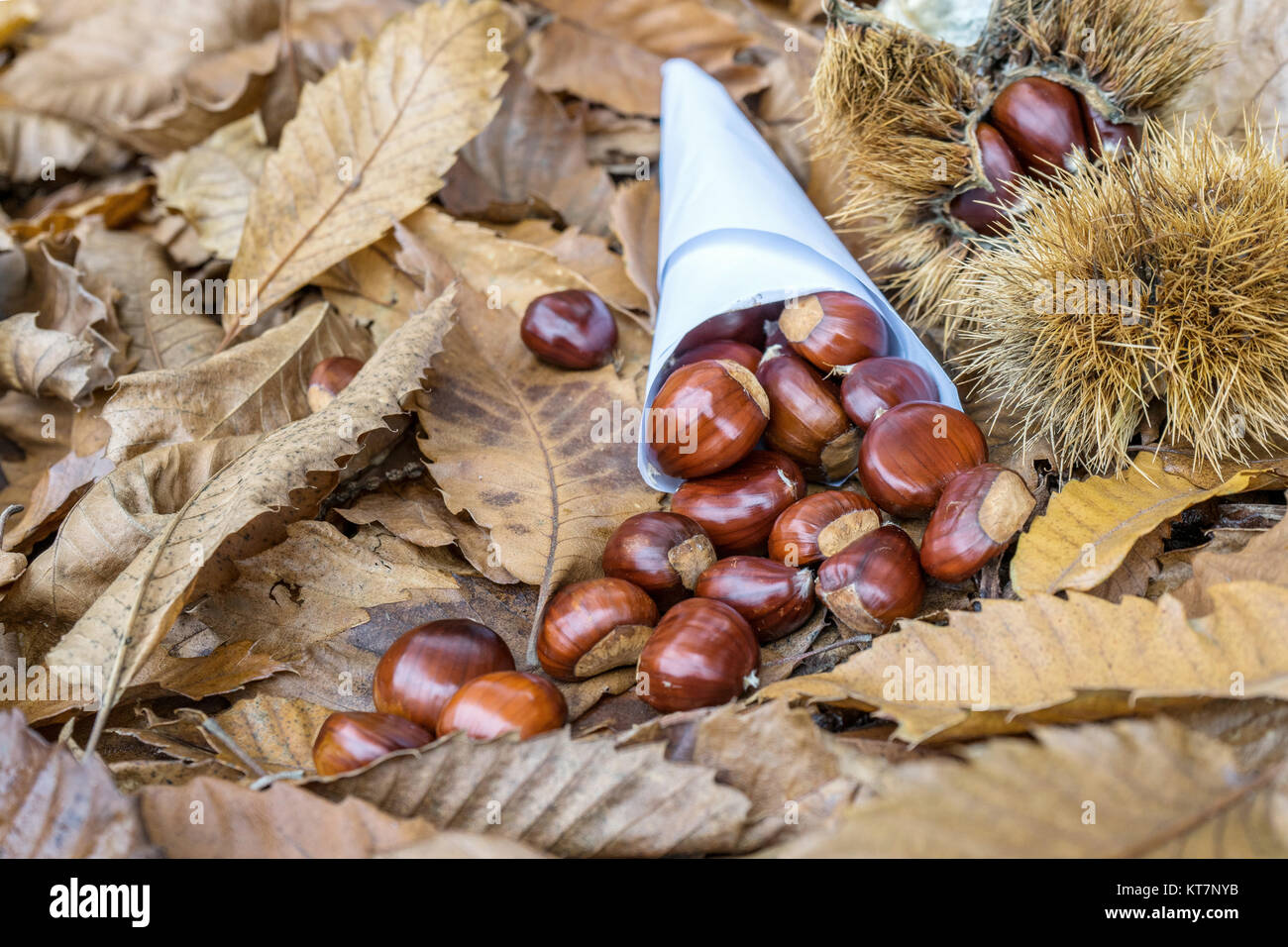 Chestnuts in a paper bag Stock Photo - Alamy