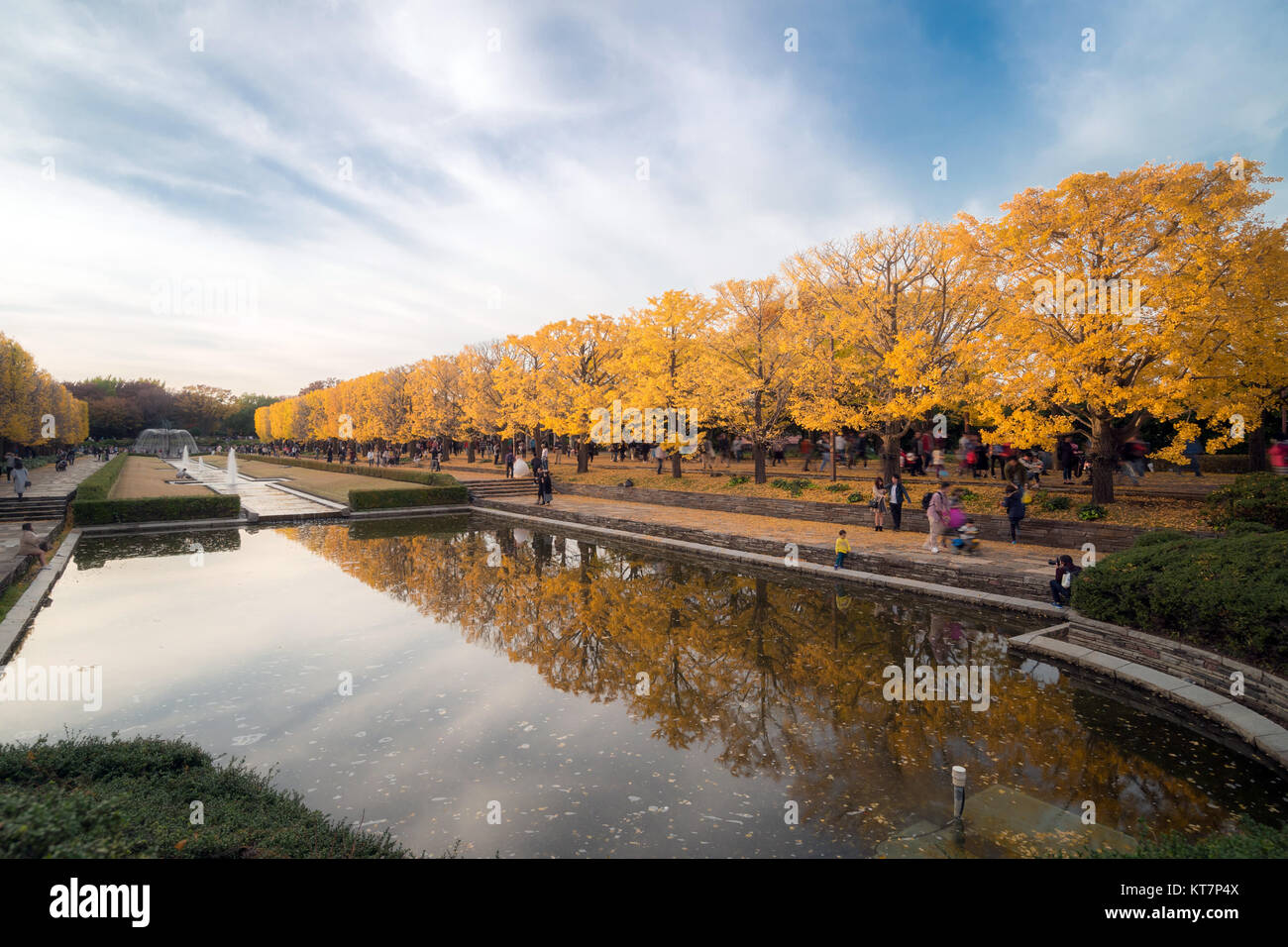 Ginkgo trees Autumn Stock Photo - Alamy