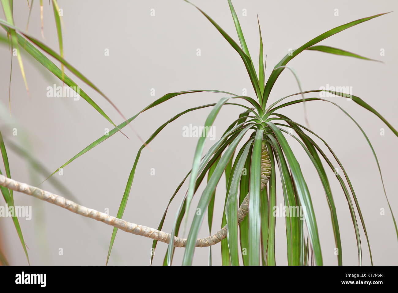 Indoor dragon tree plant hi-res stock photography and images - Alamy