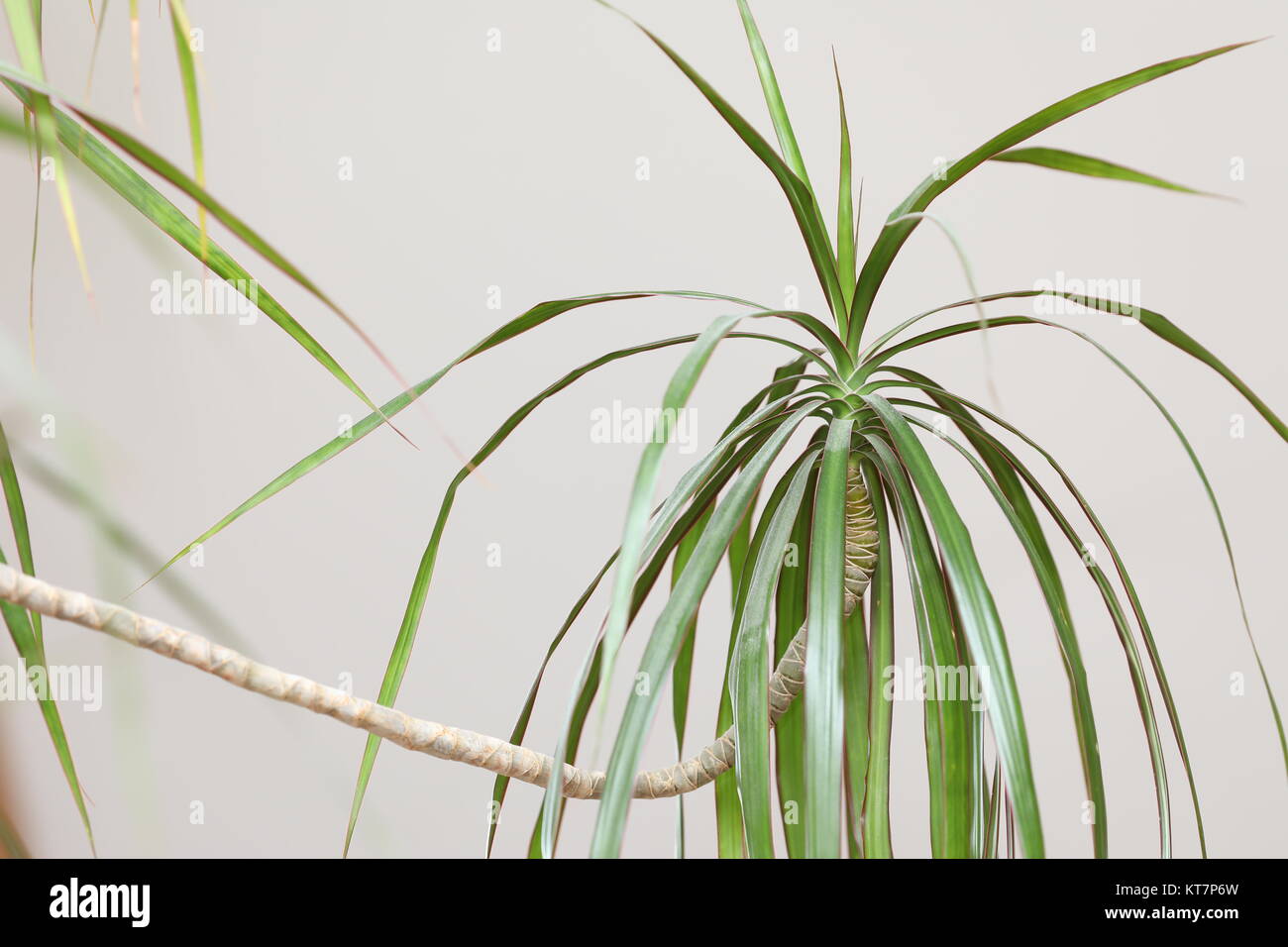house plant dragon tree Stock Photo - Alamy