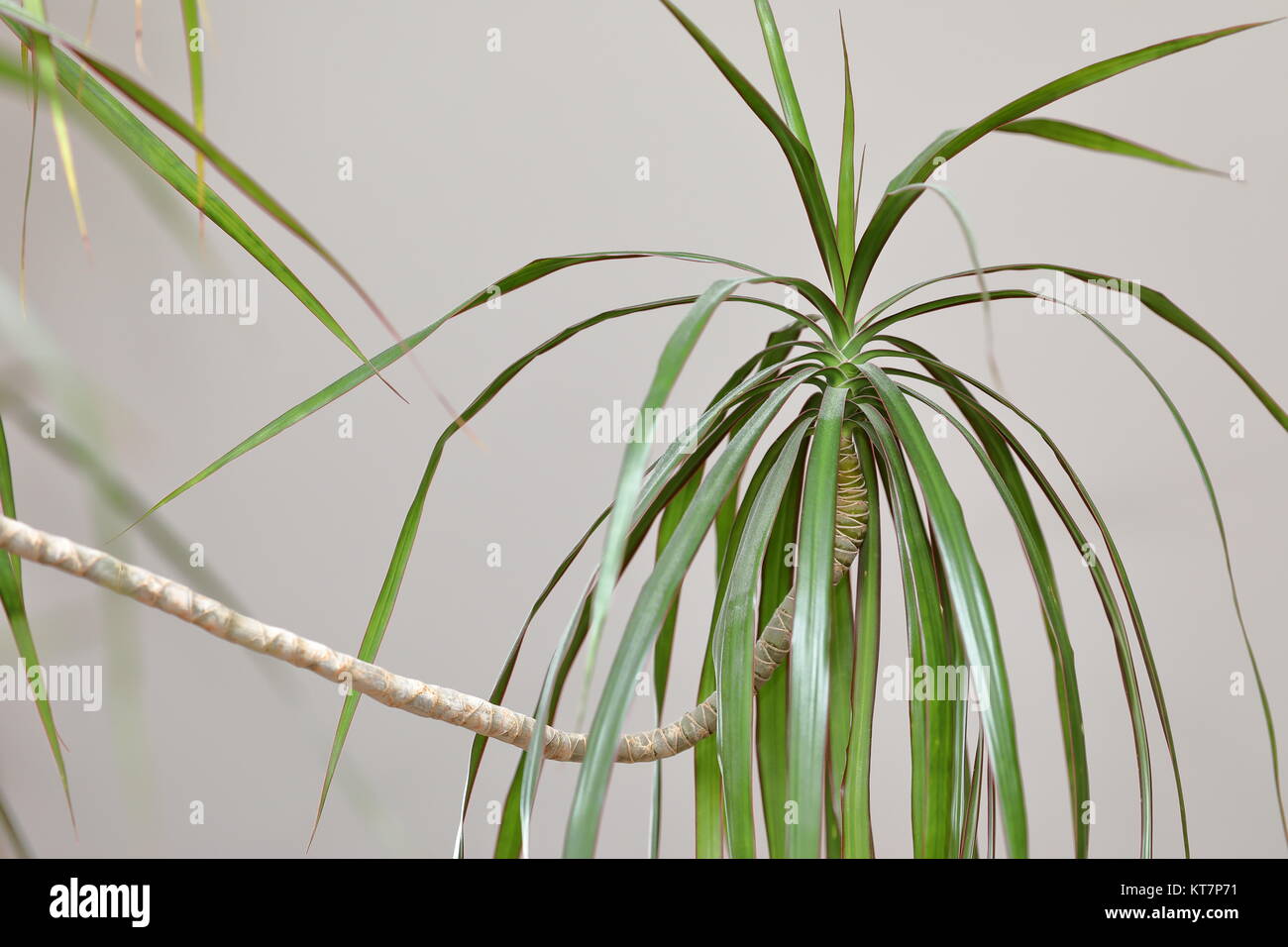 house plant dragon tree Stock Photo - Alamy