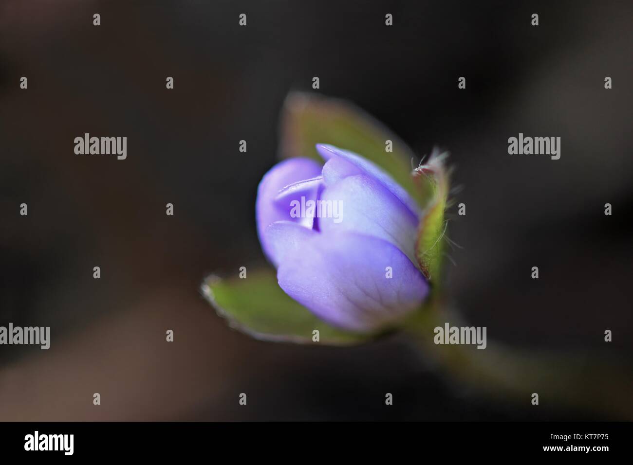 bud of the hepatica nobilis (hepatica nobilis Stock Photo - Alamy