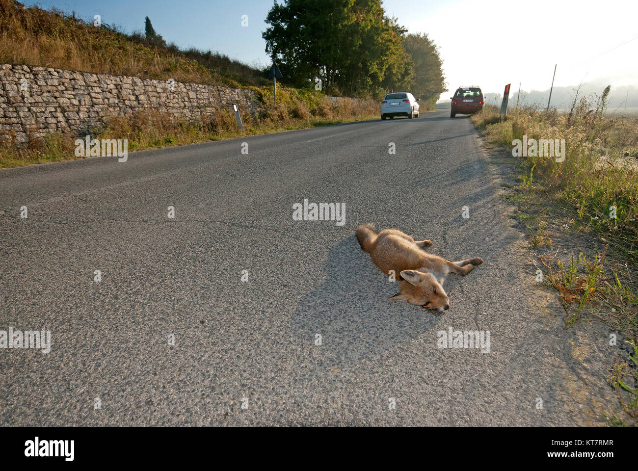 Red fox (Vulpes vulpes) killed on the road, Umbria, Italy Stock Photo ...