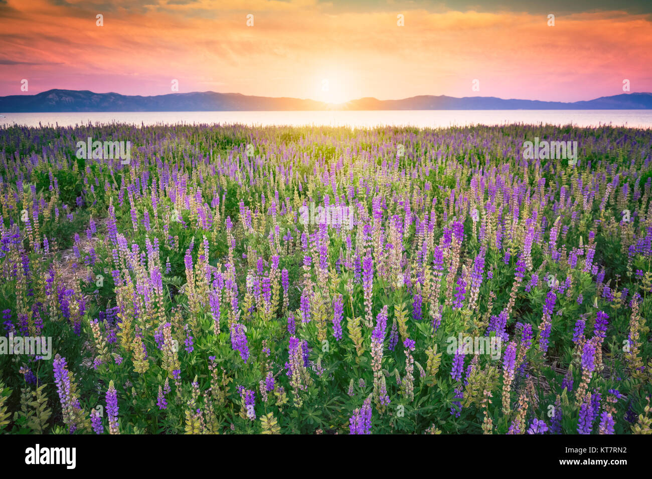 Wildflowers field at sunset Stock Photo - Alamy