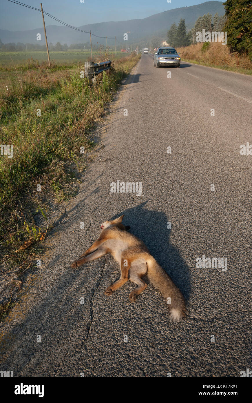 Red fox (Vulpes vulpes) killed on the road, Umbria, Italy Stock Photo ...