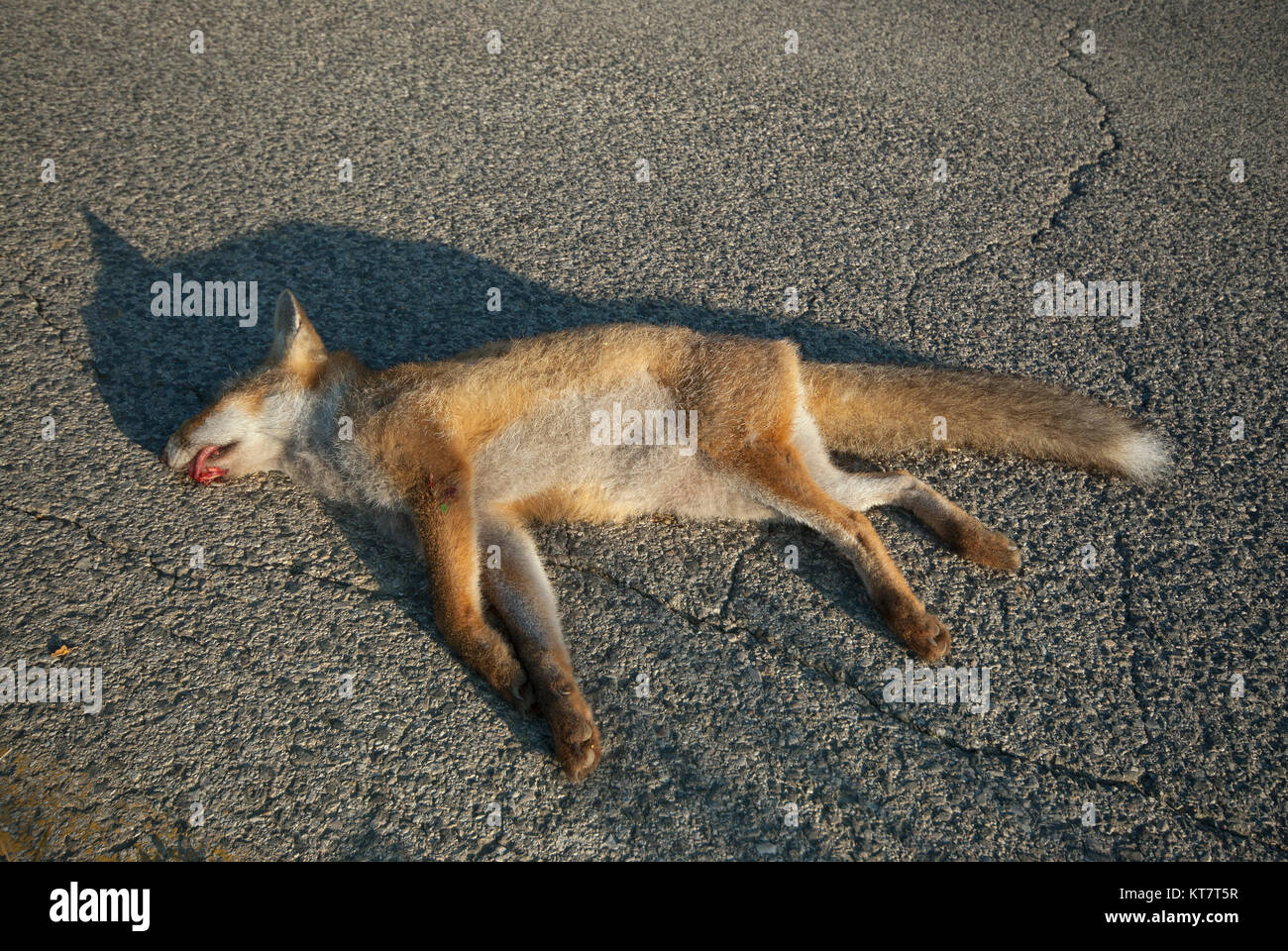 Red fox (Vulpes vulpes) killed on the road, Umbria, Italy Stock Photo ...