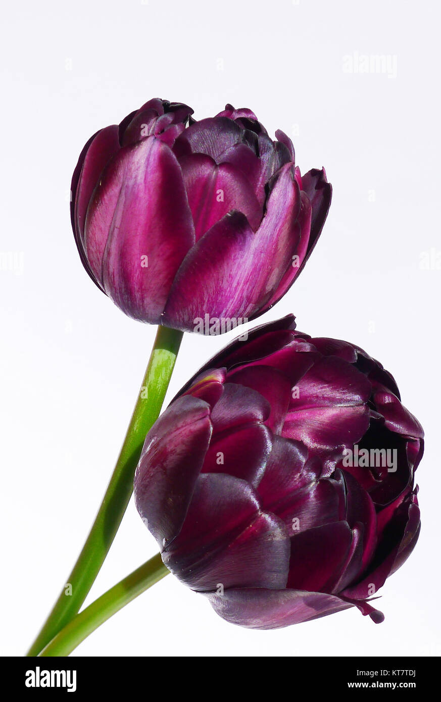 Shining tulips hi-res stock photography and images - Alamy